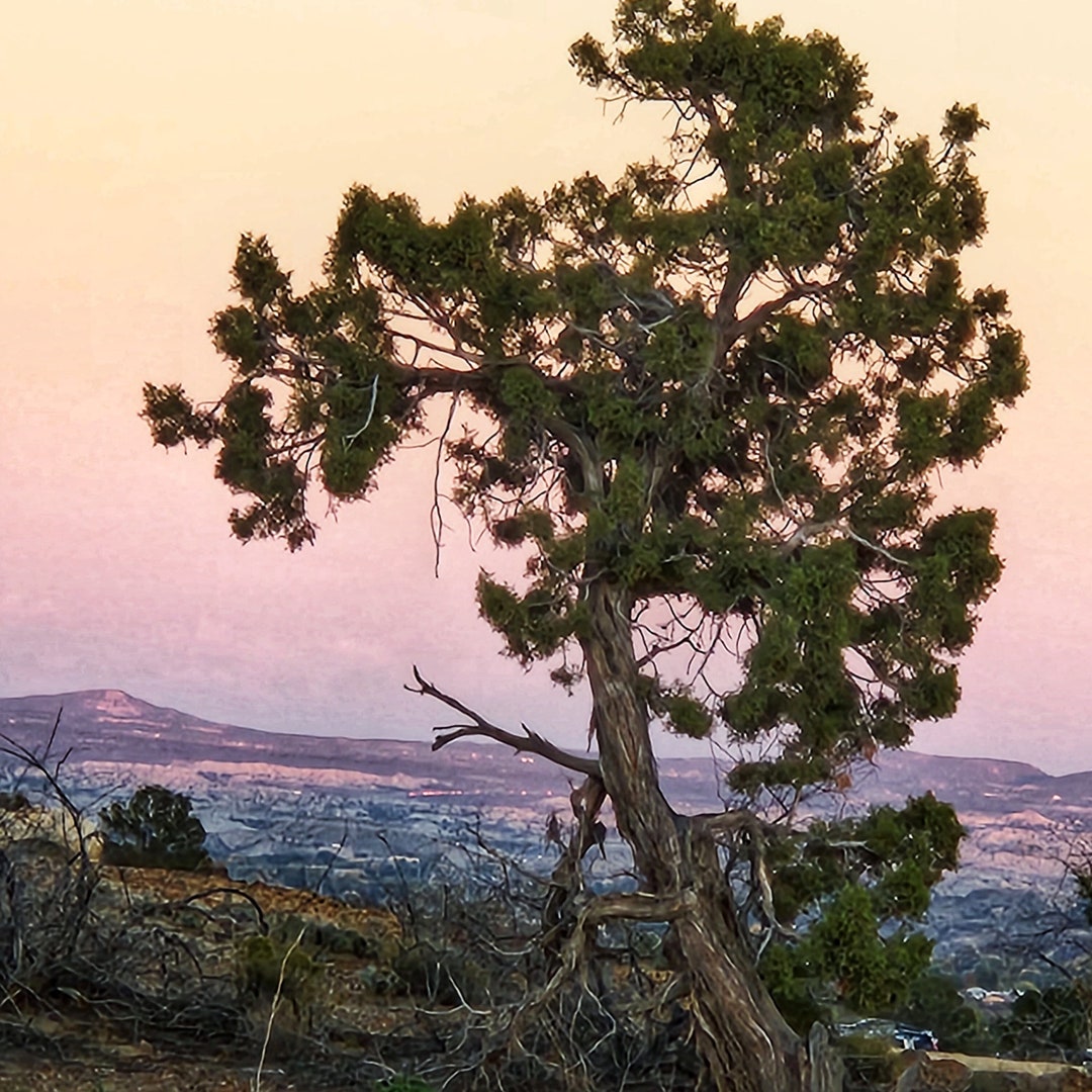 Lone Desert Juniper Tree, Desert Tree Photograph, Printable Desert ...