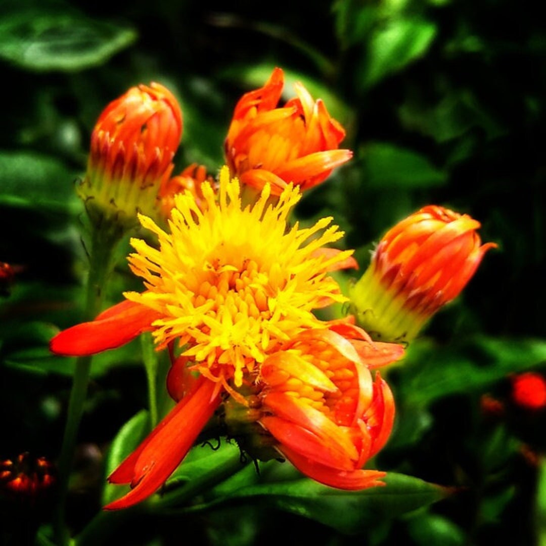 Mexican Flame Vine Photo, Printable Flame Vine Photo, Downloadable Vine ...