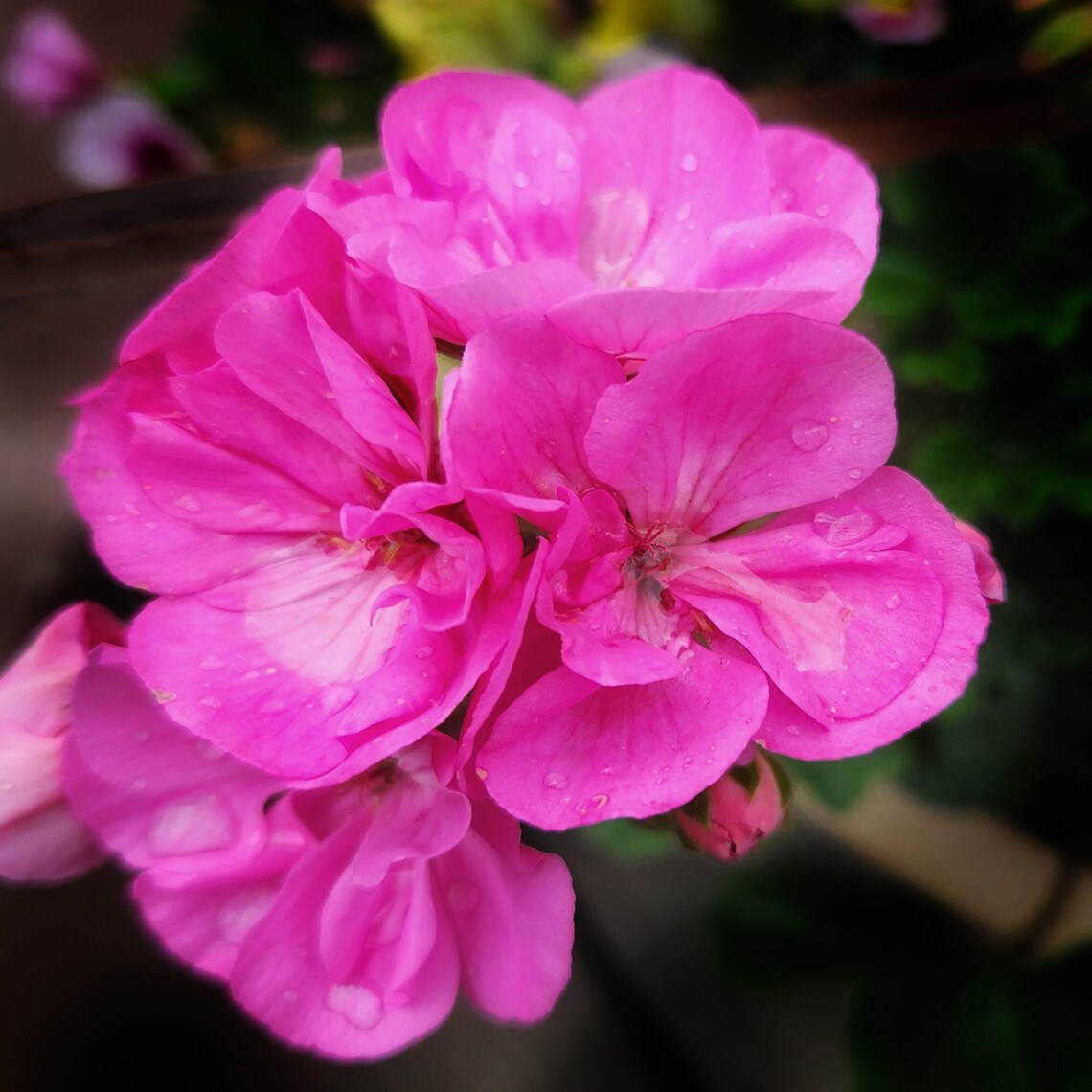 Close up Pink Geranium Photo, Flower Photograph, Downloadable Flower ...