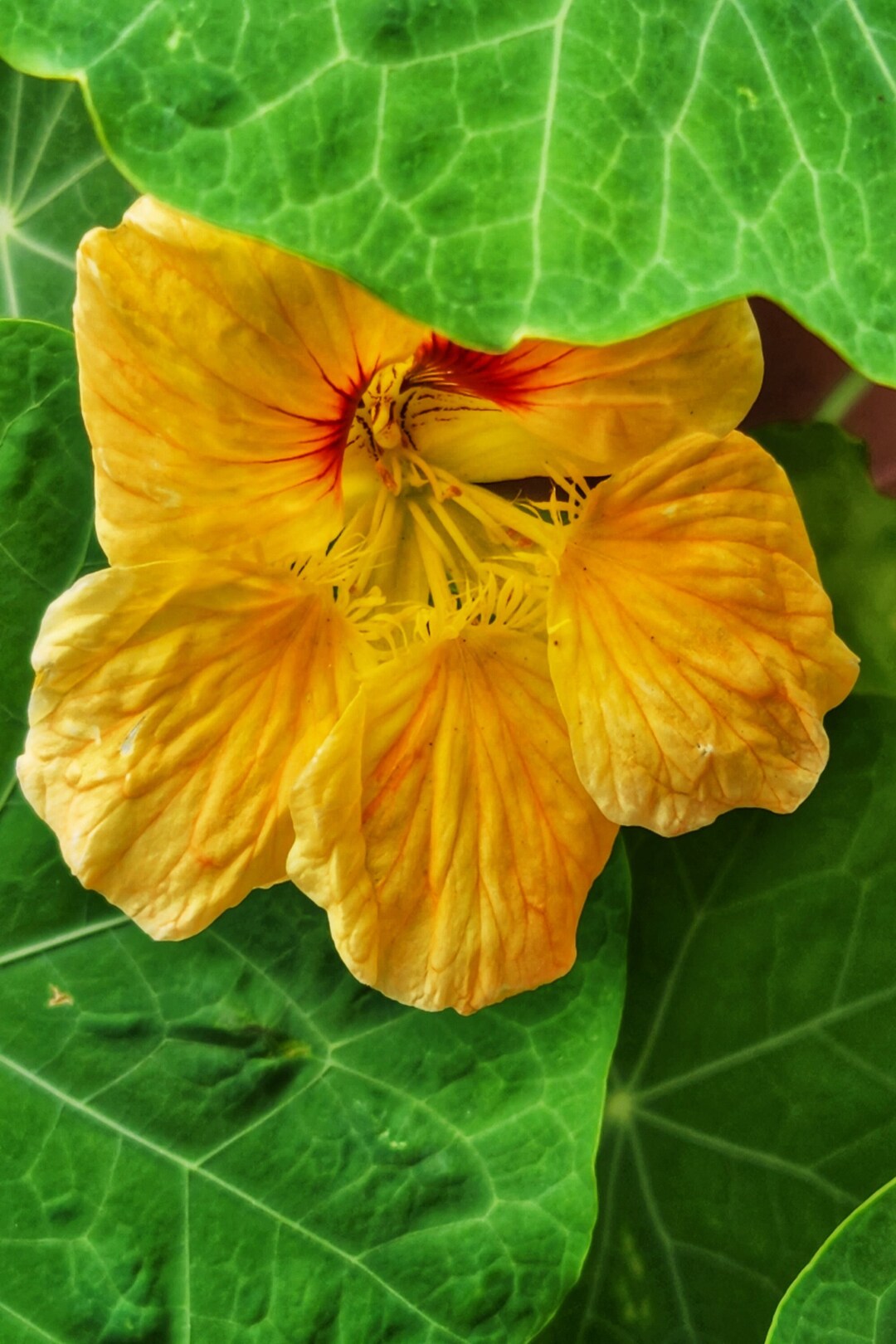 Close up Yellow Larkspur Photo, Printable Flower Photo, Downloadable ...