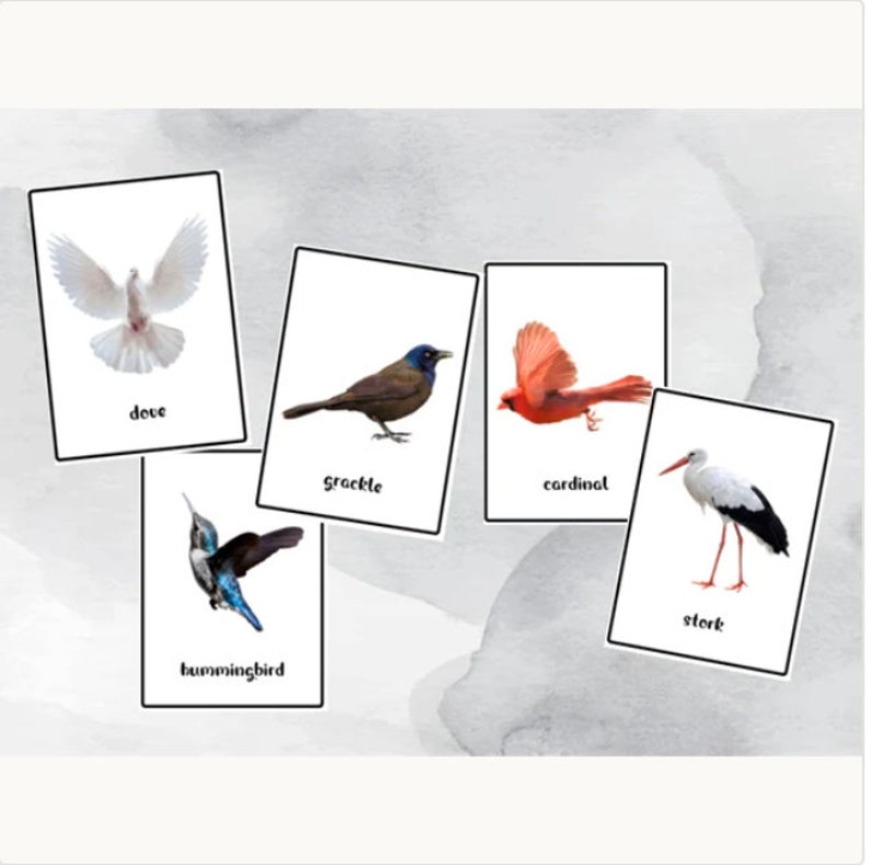 40 Bird Flash Cards, Bird Identification Printable Learning Materials ...