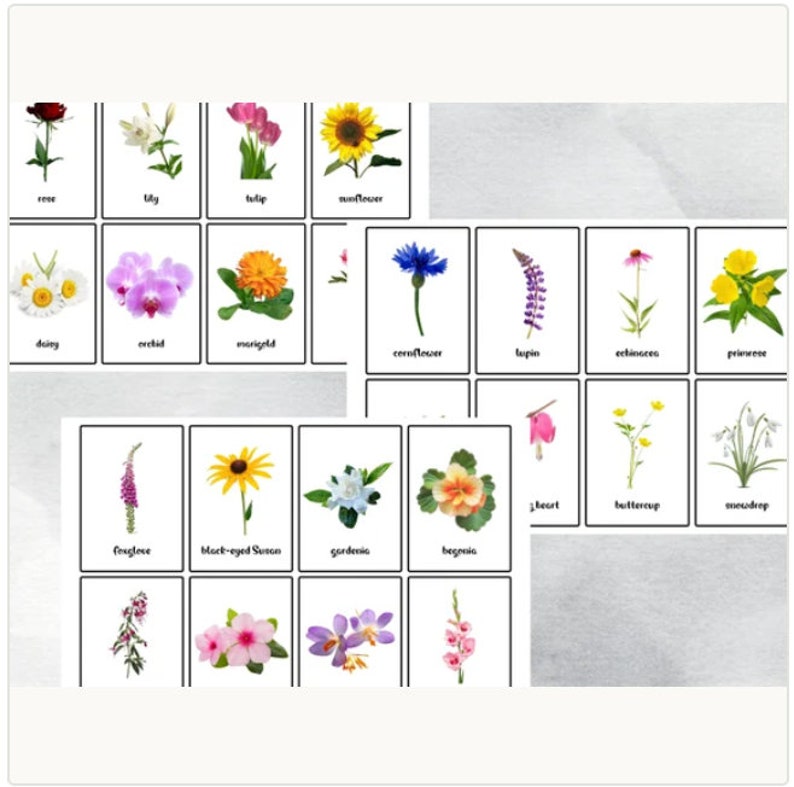 40 Real Flower Flash Cards, Printable Botany Montessori, Flora ...
