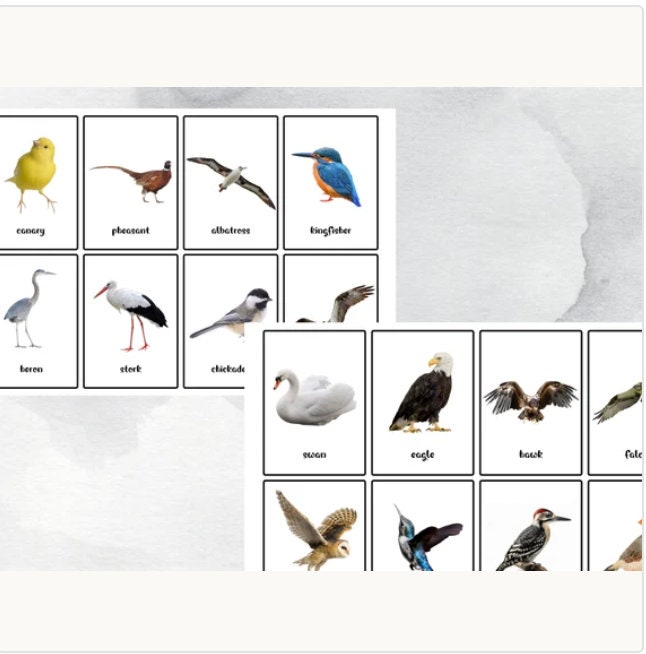 40 Bird Flash Cards, Bird Identification Printable Learning Materials ...