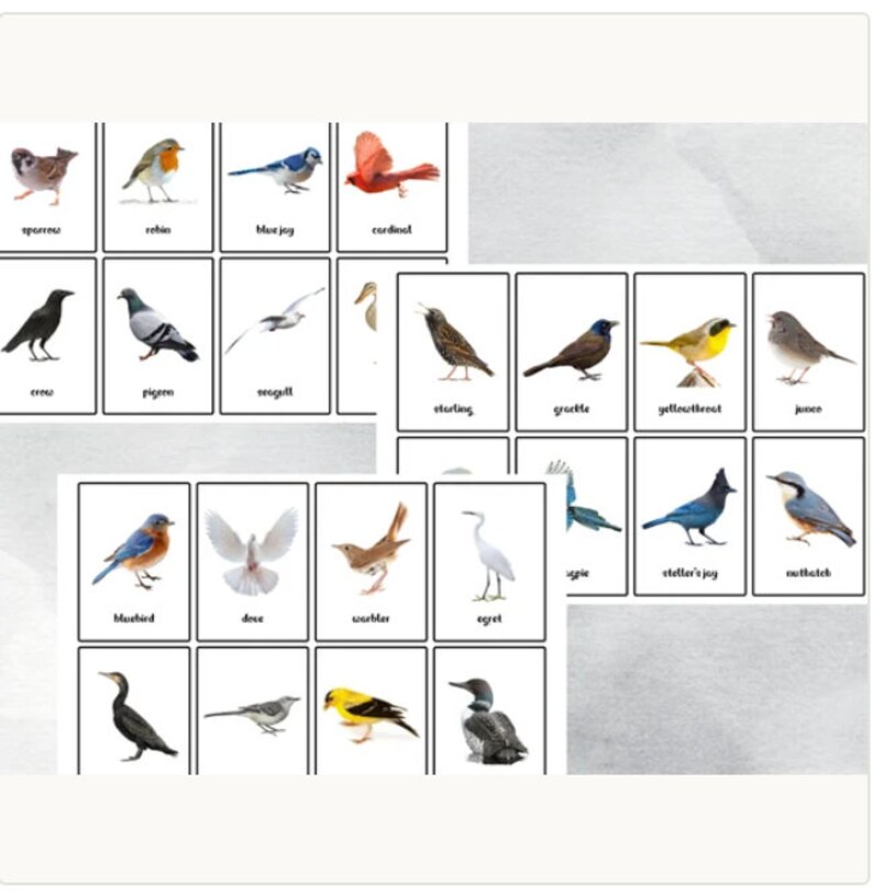 40 Bird Flash Cards, Bird Identification Printable Learning Materials ...