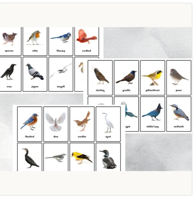 40 Bird Flash Cards, Bird Identification Printable Learning Materials ...