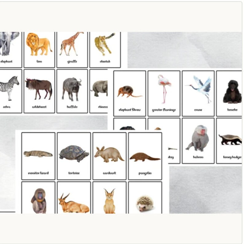 40 Savannah Animals Flash Cards, African Safari Animal Vocabulary ...