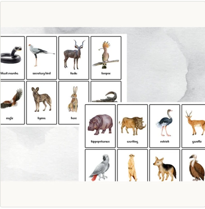 40 Savannah Animals Flash Cards, African Safari Animal Vocabulary ...