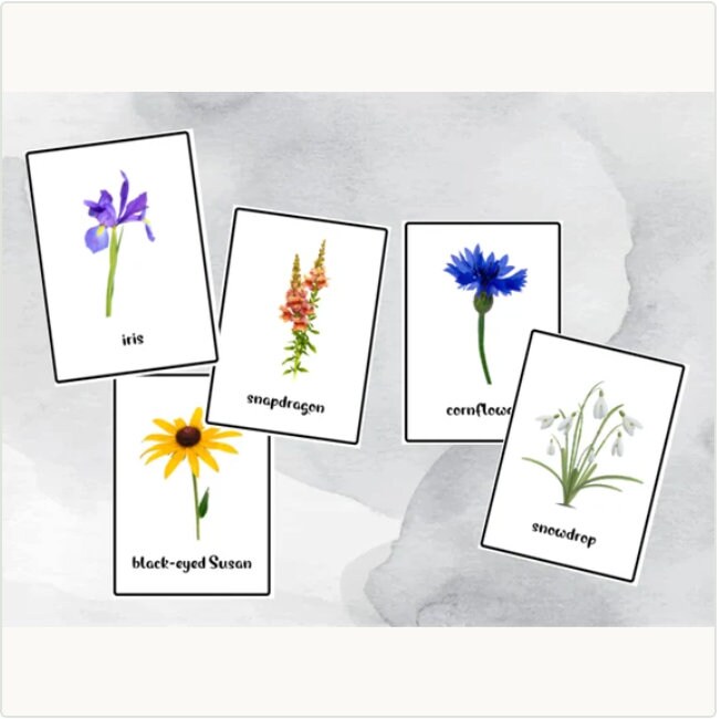 40 Real Flower Flash Cards, Printable Botany Montessori, Flora ...