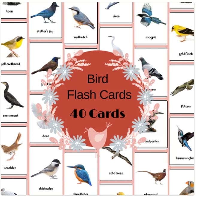 40 Bird Flash Cards, Bird Identification Printable Learning Materials ...