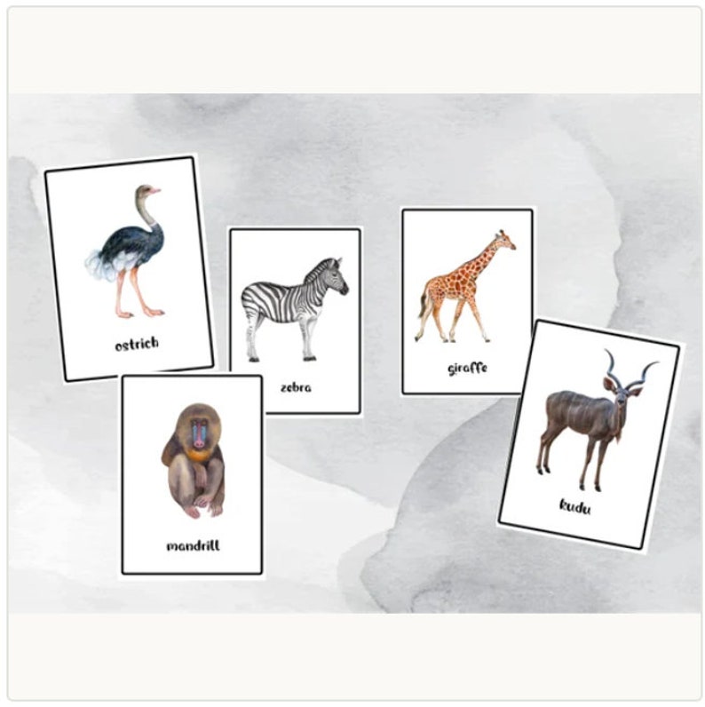 40 Savannah Animals Flash Cards, African Safari Animal Vocabulary ...