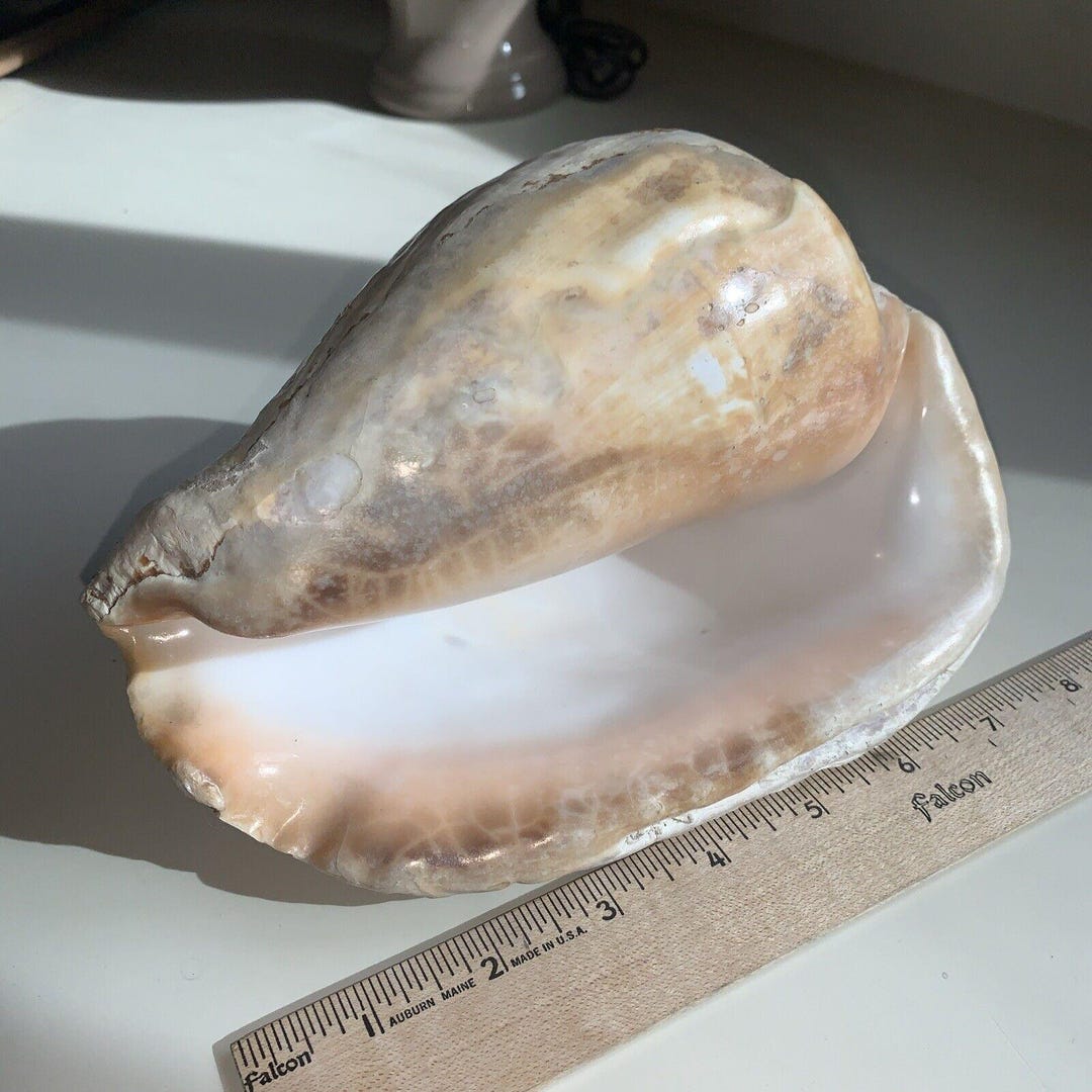 Beautiful Real Large Conch Seashell 7-1/4L 5-1/4W 70s Baja CA - Etsy