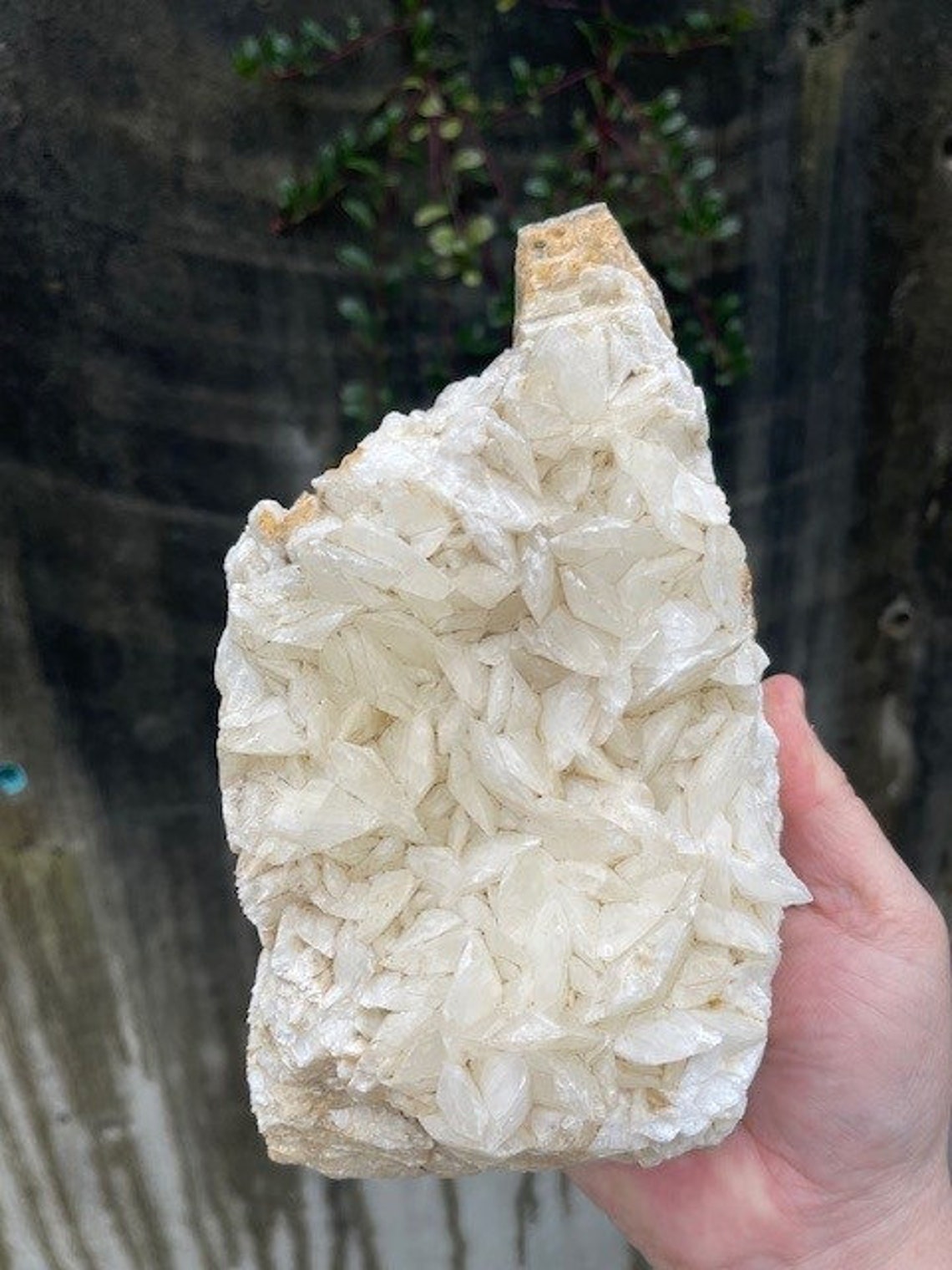 Bladed Calcite Plate Tropical UV Glowing Home Decor Gift - Etsy