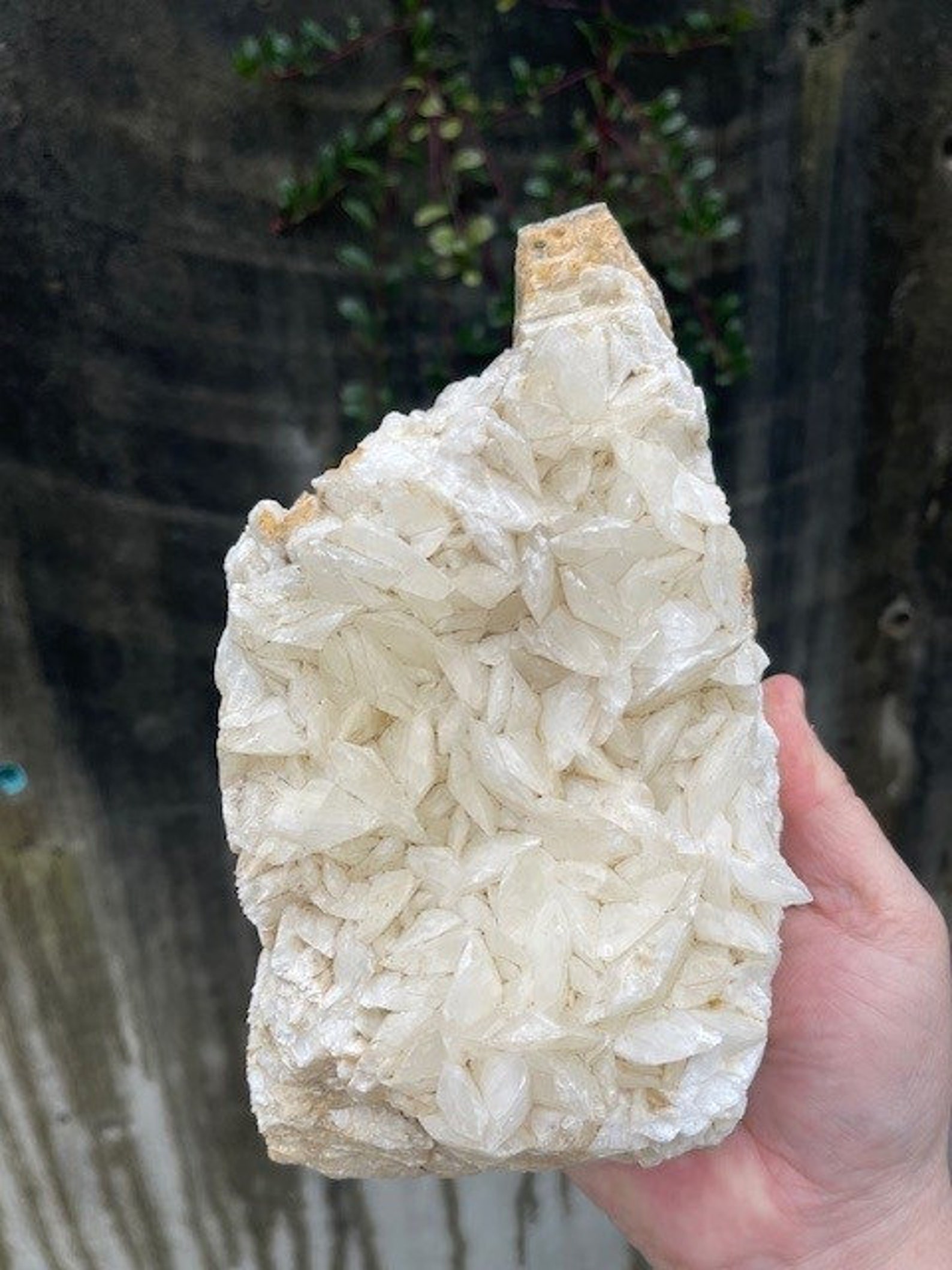 Bladed Calcite Plate Tropical UV Glowing Home Decor Gift - Etsy