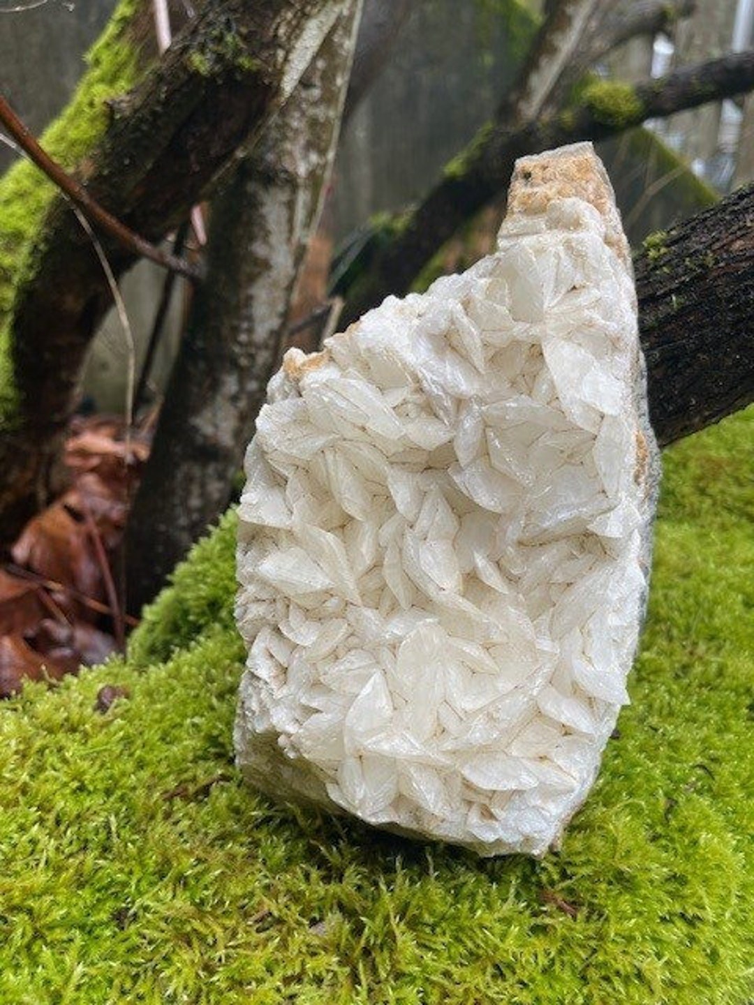 Bladed Calcite Plate Tropical UV Glowing Home Decor Gift - Etsy