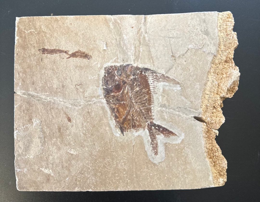 Lebanon Fish Fossil, Aipichtys From the Haqil Site, Upper Cretaceous ...