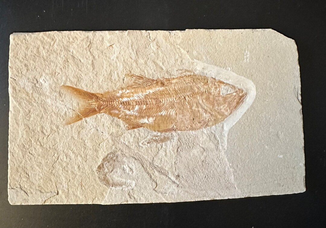 Lebanon Fish Fossil, Sedenhorstia Libanica From the Haqil Site, Upper ...