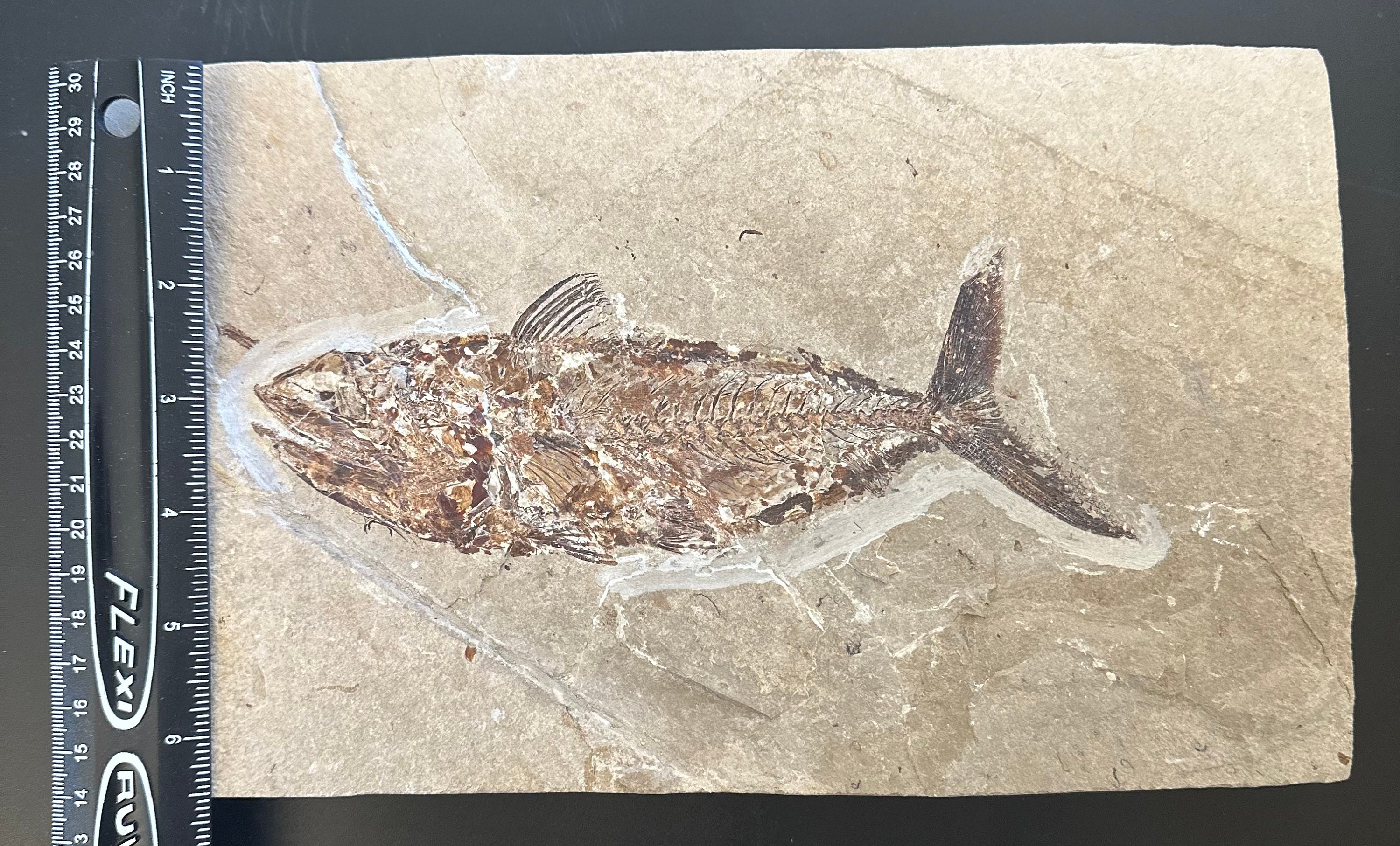 Lebanon Fish Fossil, Halec From the Haqil Site, Upper Cretaceous, 100 ...