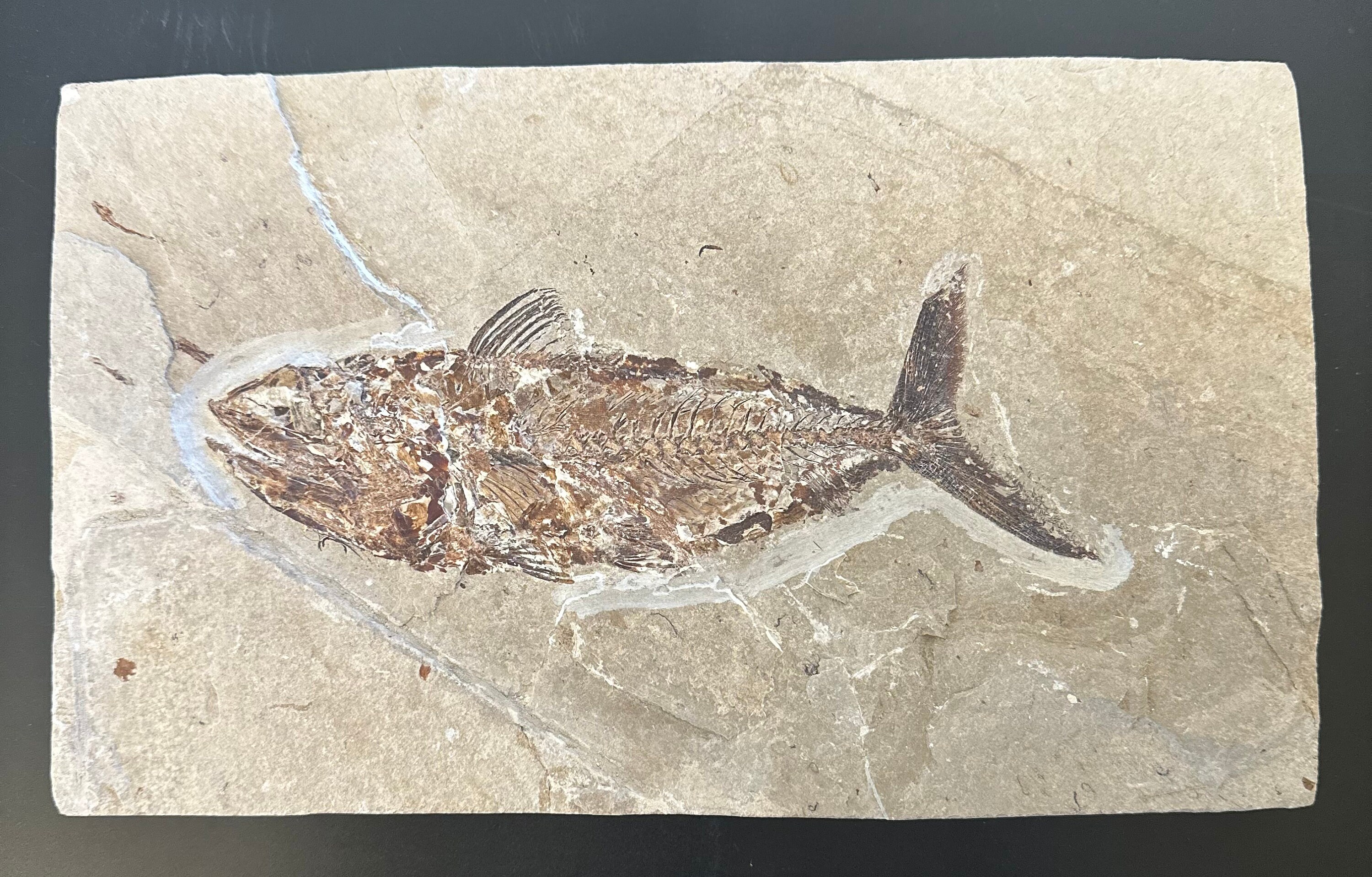 Lebanon Fish Fossil, Halec From the Haqil Site, Upper Cretaceous, 100 ...
