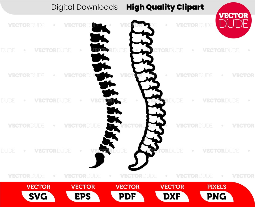 Spine Vertebrae High Quality, Cut or Print, Vector Clipart [ Svg Eps ...