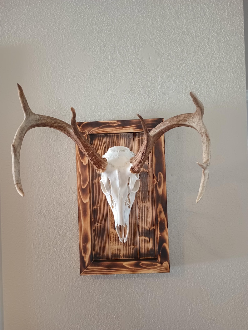 Rustic European Deer Mount Plaque - Etsy
