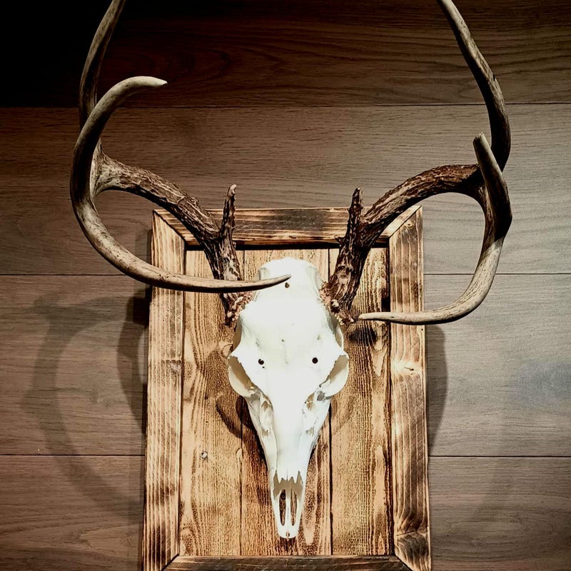 Euro Mounts - Etsy UK