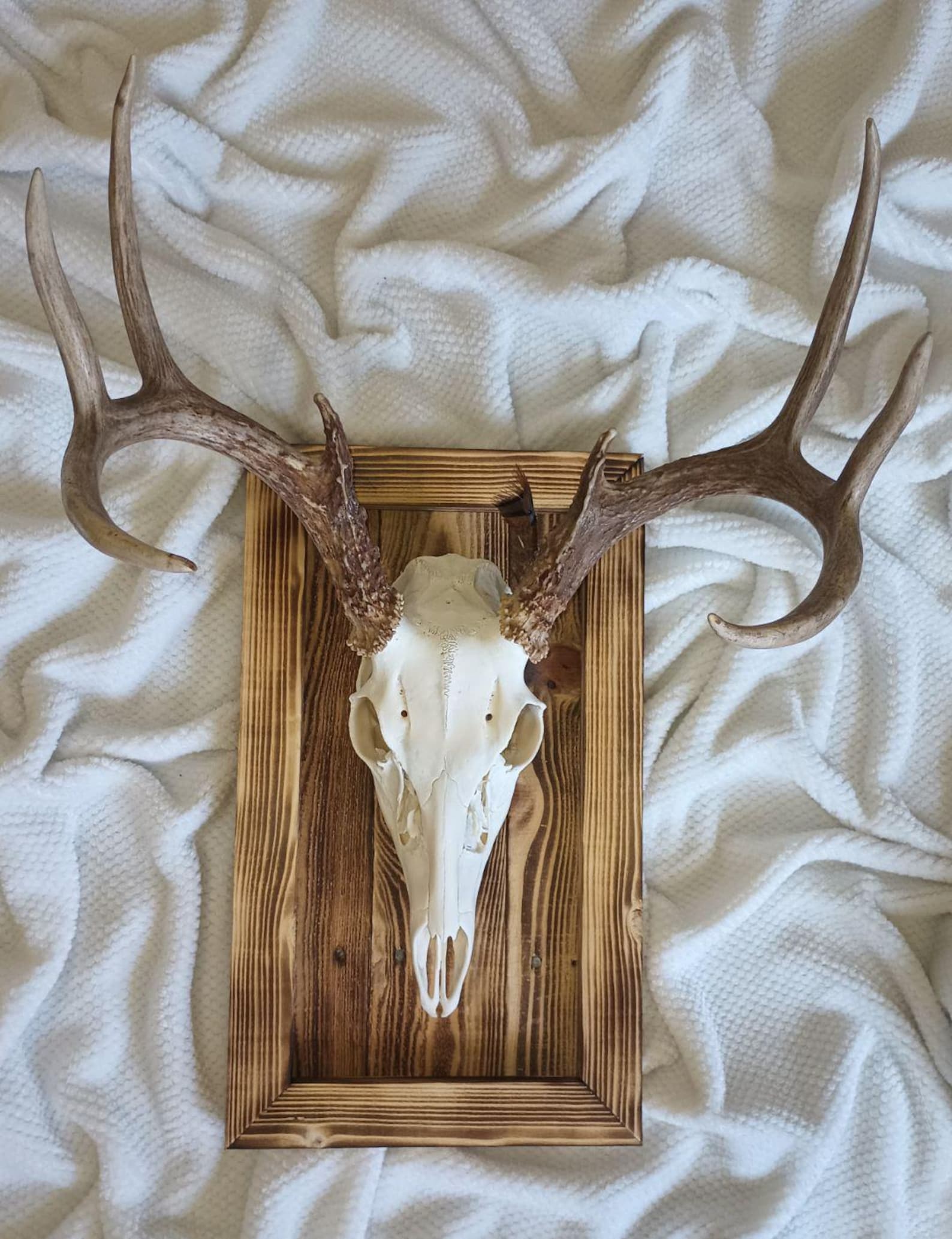 Rustic European Deer Mount Plaque - Etsy