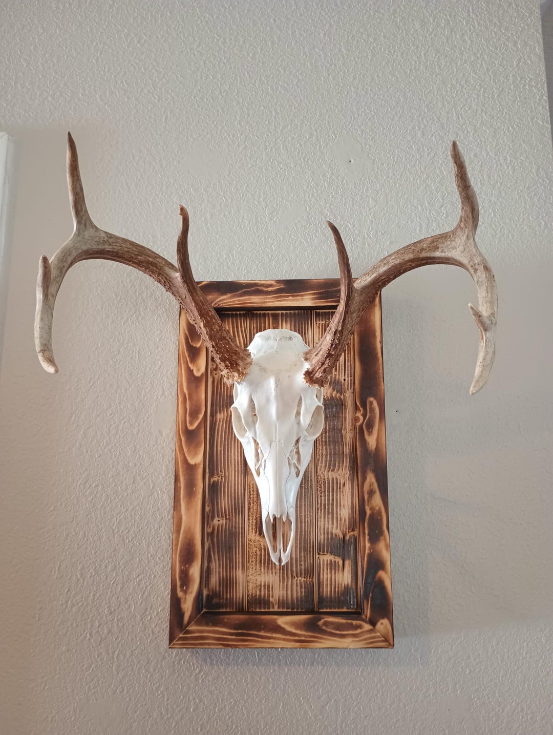 Rustic European Deer Mount Plaque - Etsy