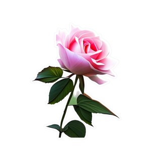 Pretty Pink Rose Decal Pink Rose Bloom Decal - Etsy