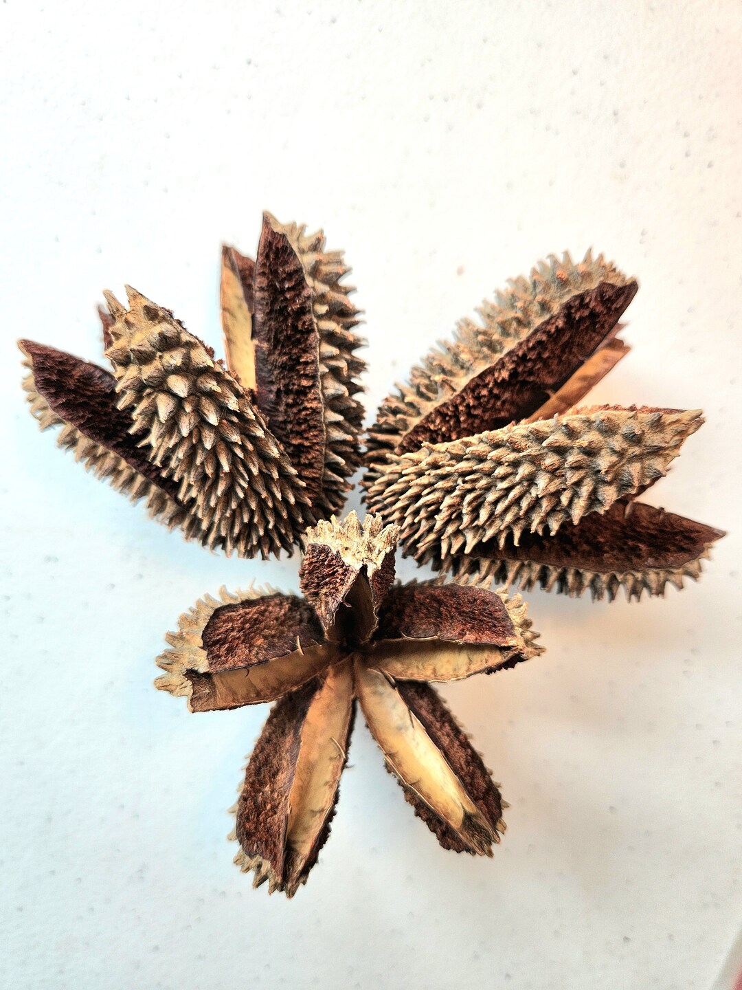 Crows Ash Seed Pod I Forage, Chew, Shred, Enrichment Toy for Parrots ...