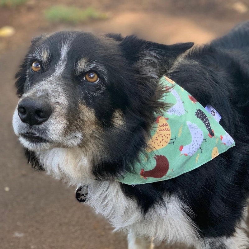 Custom Dog Bandana - Etsy