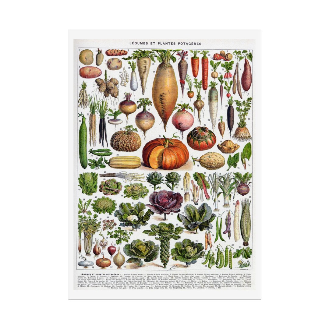 Vintage Vegetable Chart Poster Rolled Posters, Wall Art, Kitchen Decor ...