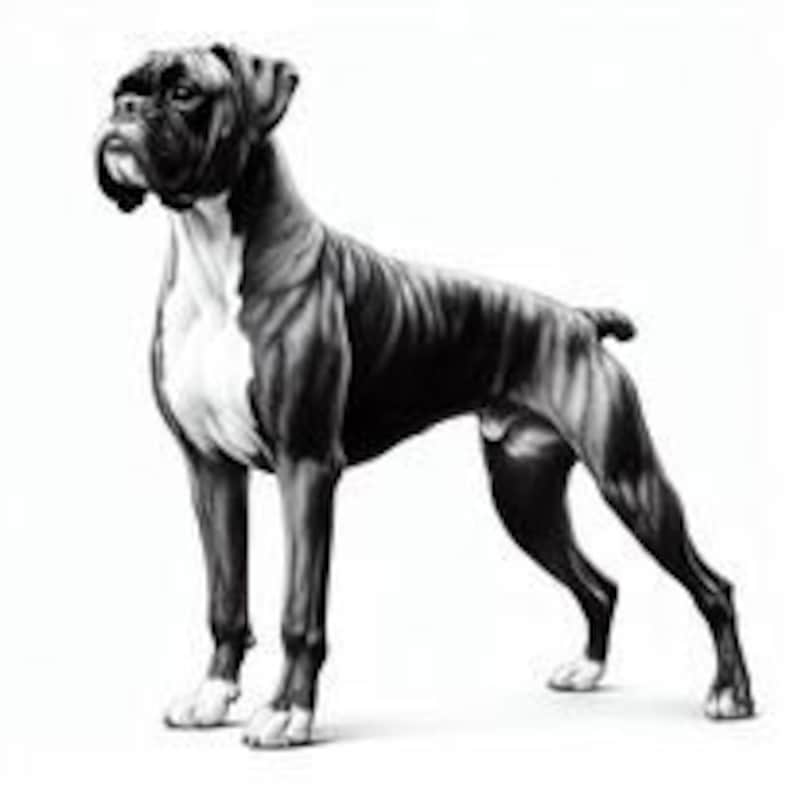 Boxer Dog Pencil Drawing - Etsy