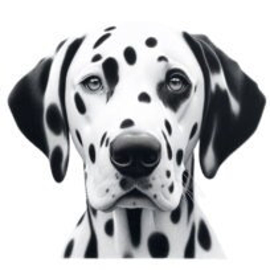 Dalmatian Pencil Portrait - Etsy