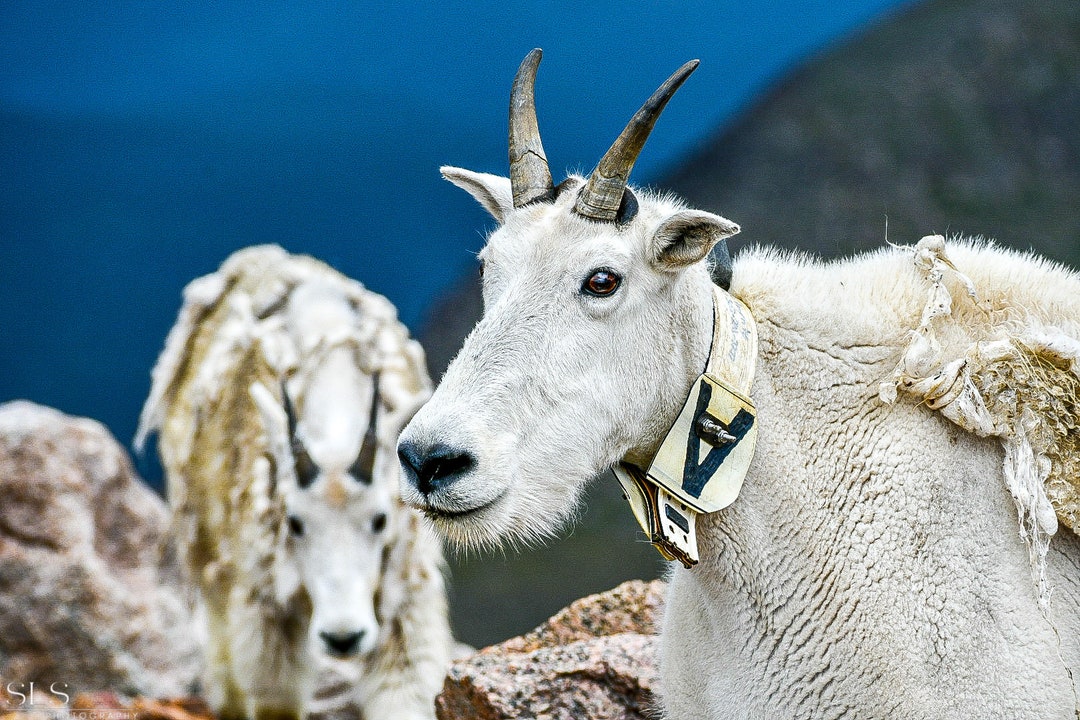 Mountain Goats - Colorado - Etsy