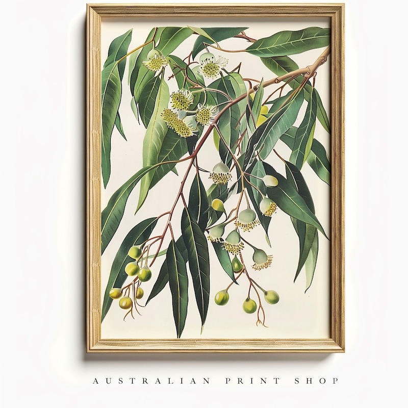 Flowering Gum - Etsy UK