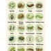 Typical Garden Pests Chart - Etsy
