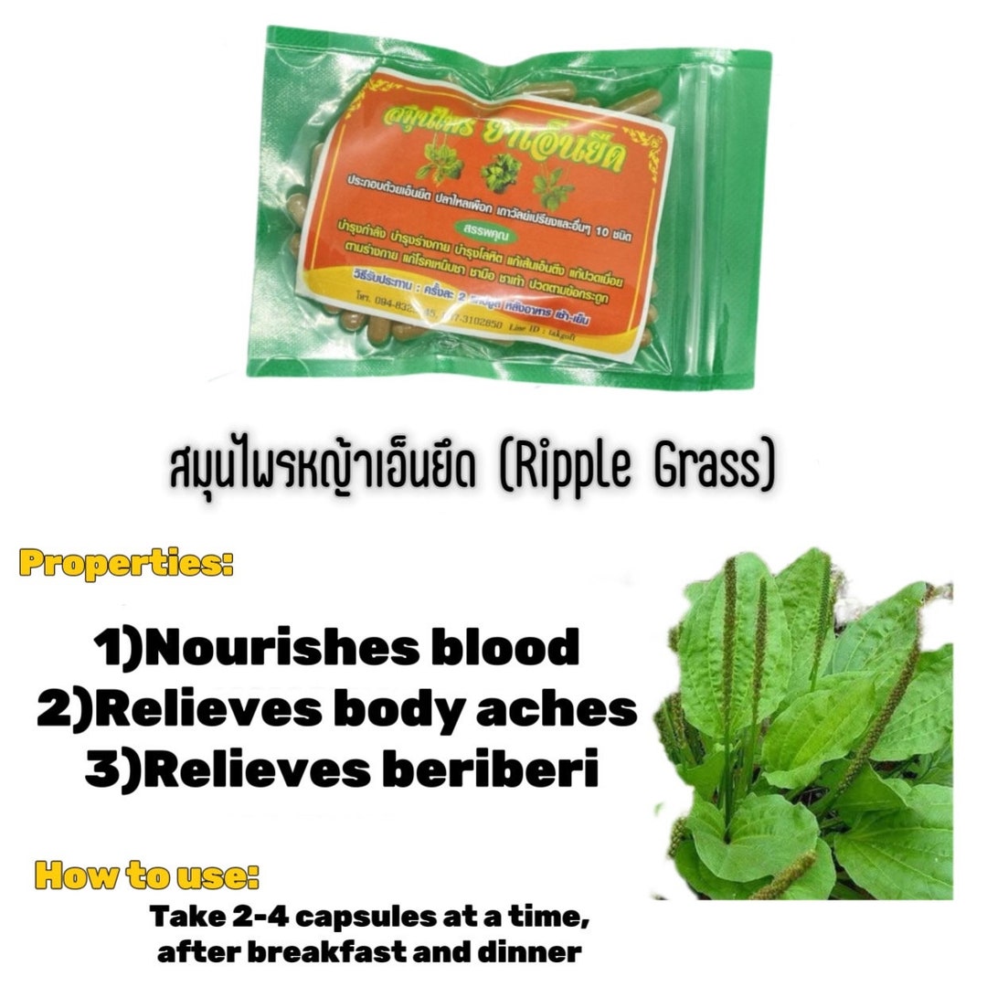 200 Capsules Ripple Grass Thai Herb Big Capsules 100% Natural Thai Herbal Good Quality - Etsy