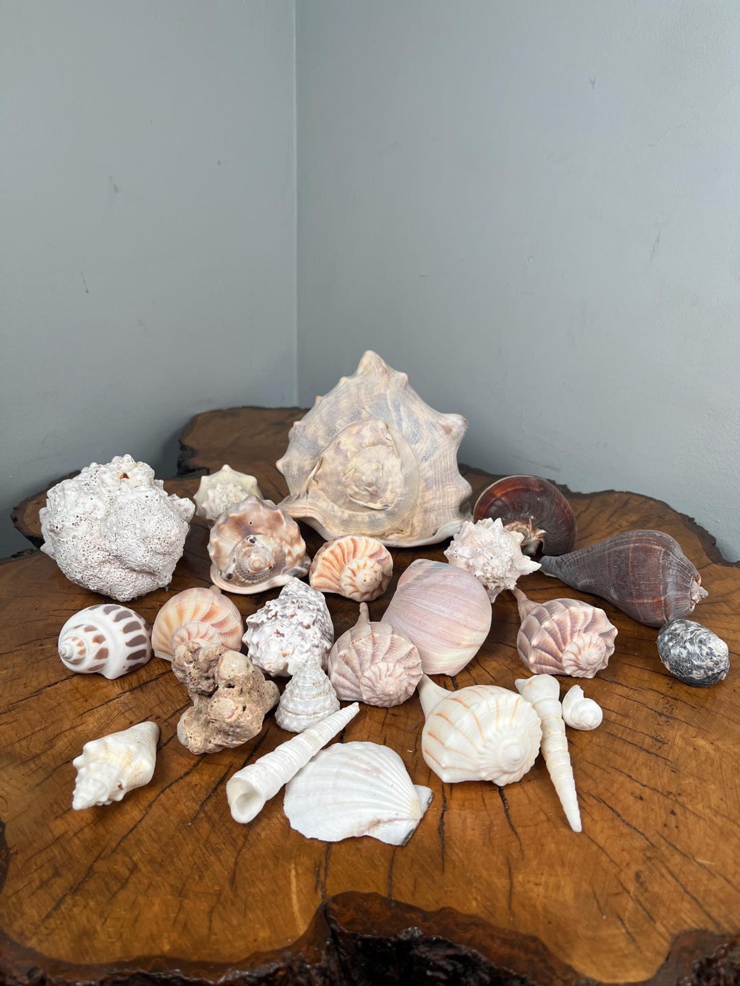 Natural Sea Shells Collection - Etsy