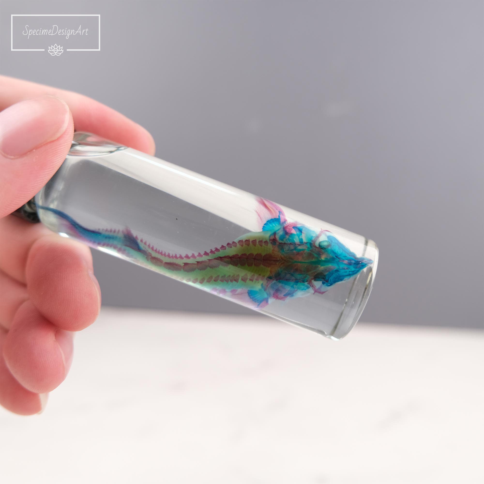 Mysterious Transparent Stained Fish Skeleton Specimen,real Stained ...