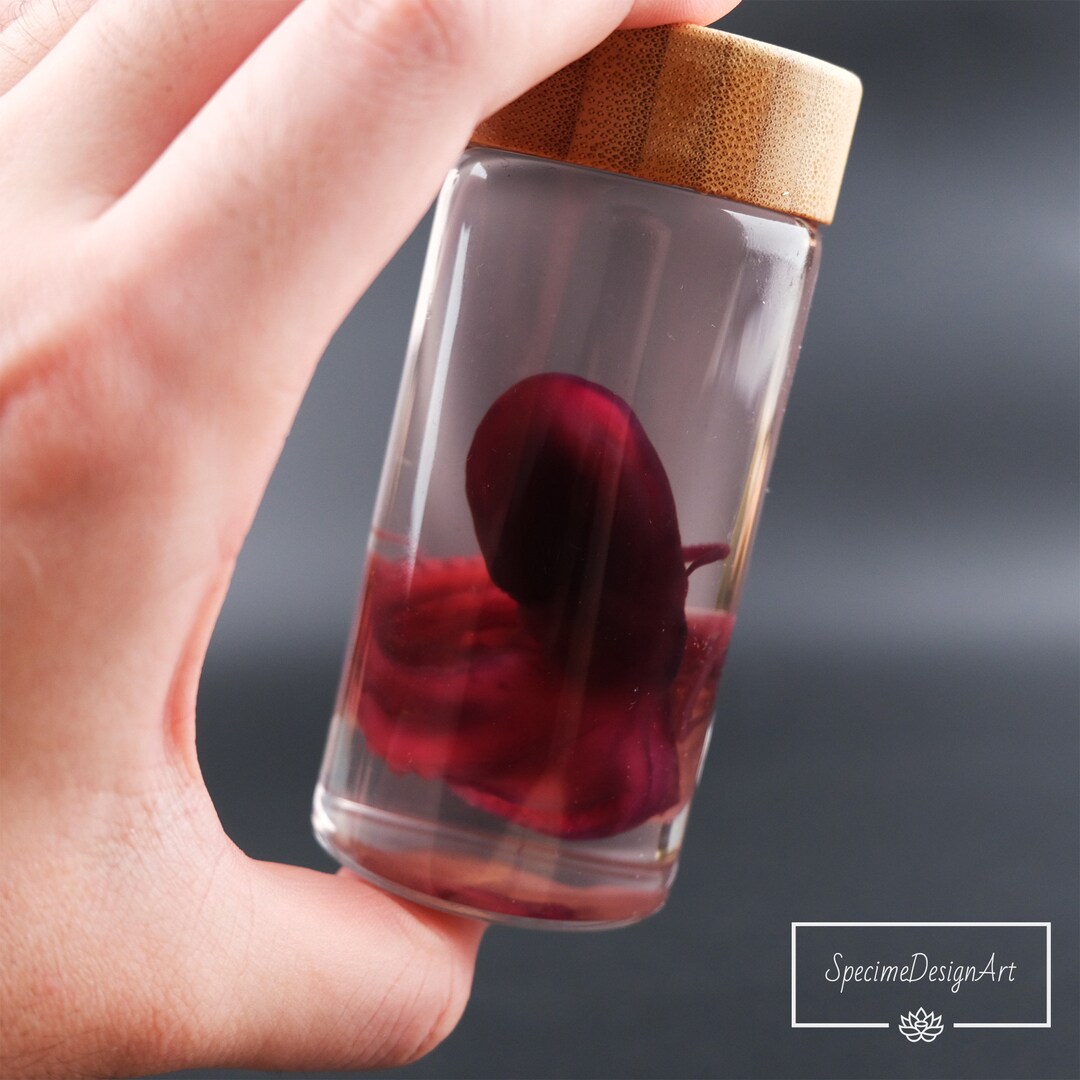 Mysterious Transparent Stained Octopus Skeleton Specimen,real Stained ...