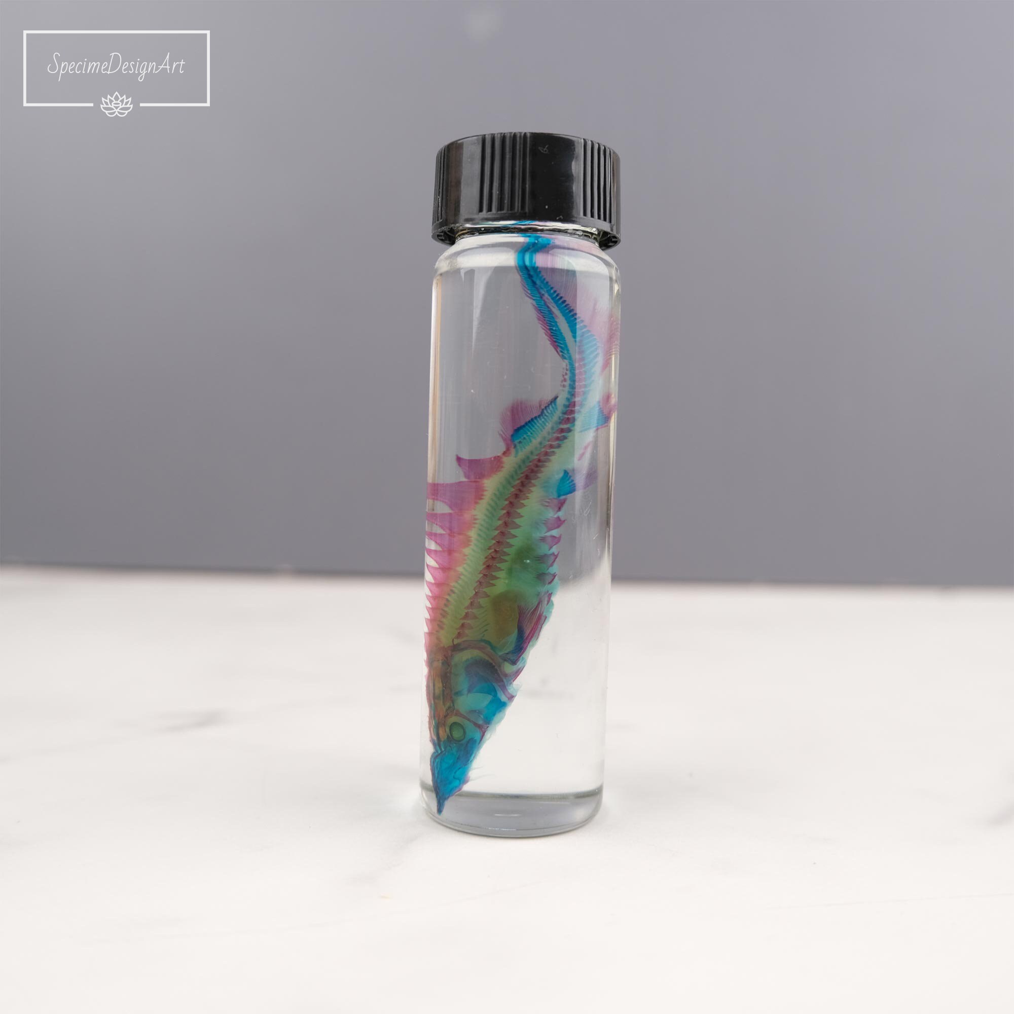 Mysterious Transparent Stained Fish Skeleton Specimen,real Stained ...