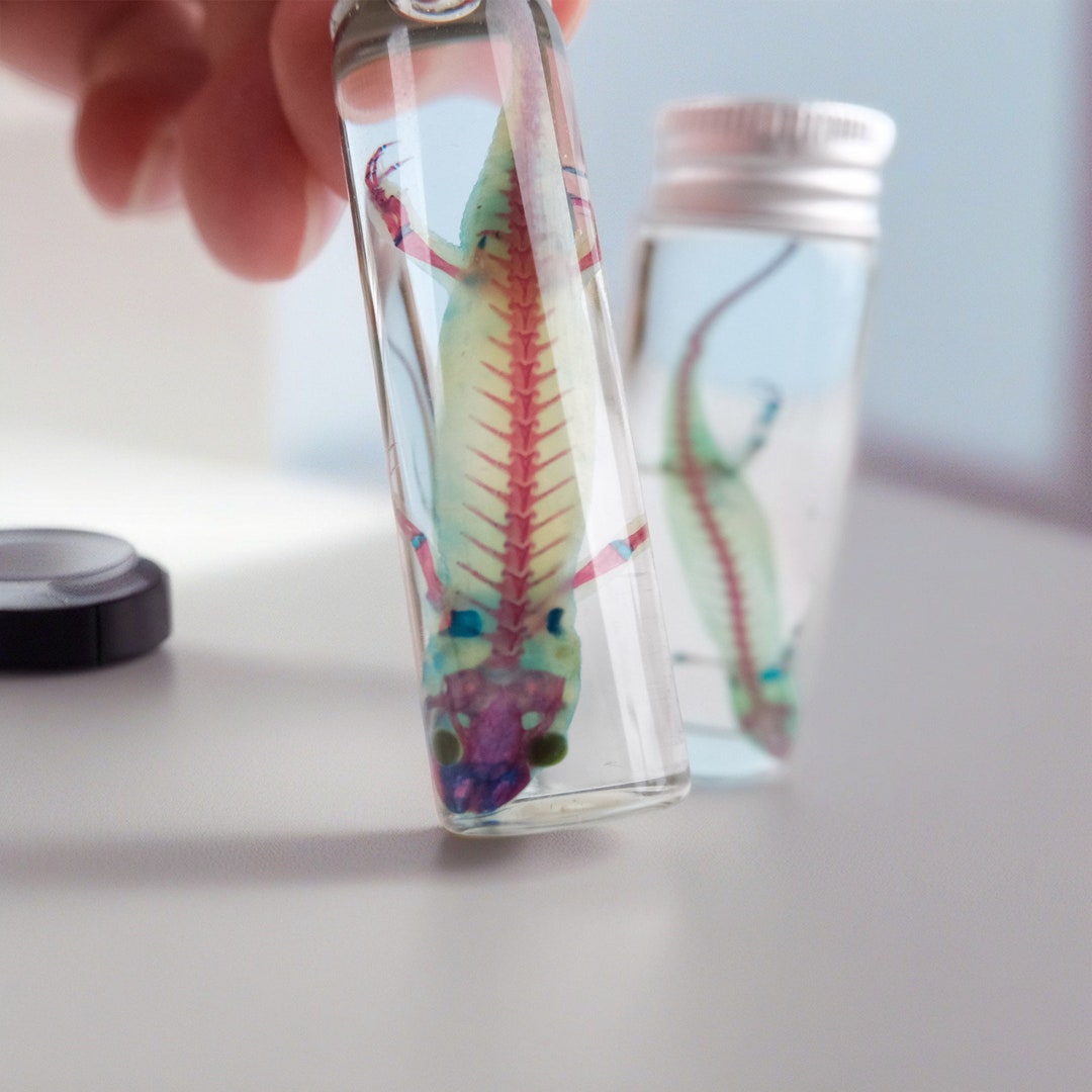 Mysterious Salamander Skeleton Specimen,real Stained Specimen,bleached ...