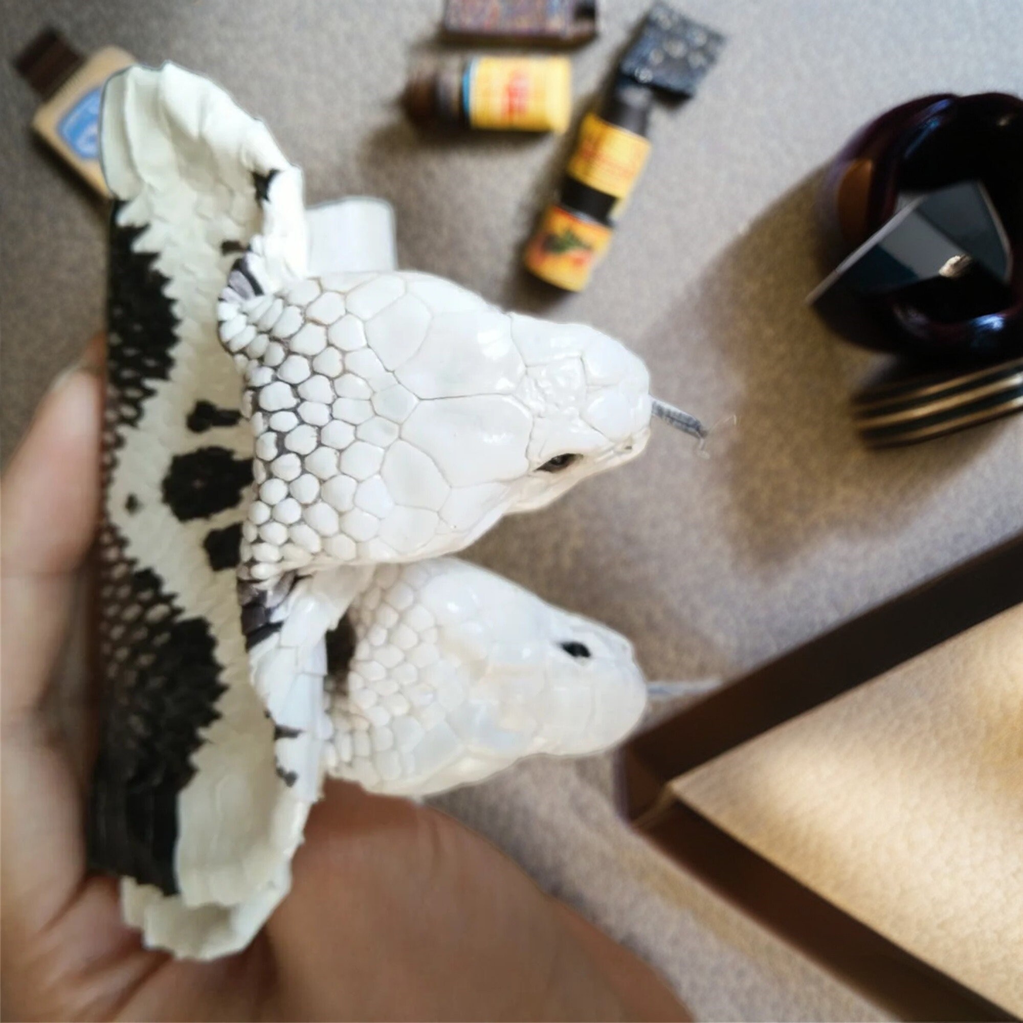 Real Snake Skeleton Specimen, Real Animal Specimen, Clean and Complete ...