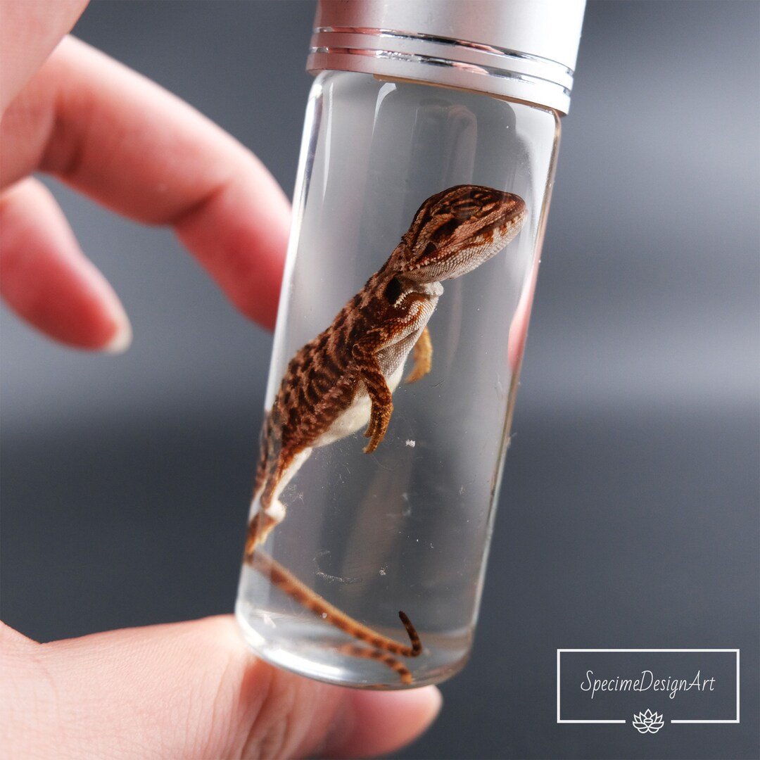 Mysterious Lizard Skeleton Specimen,real Stained Specimen,bleached ...