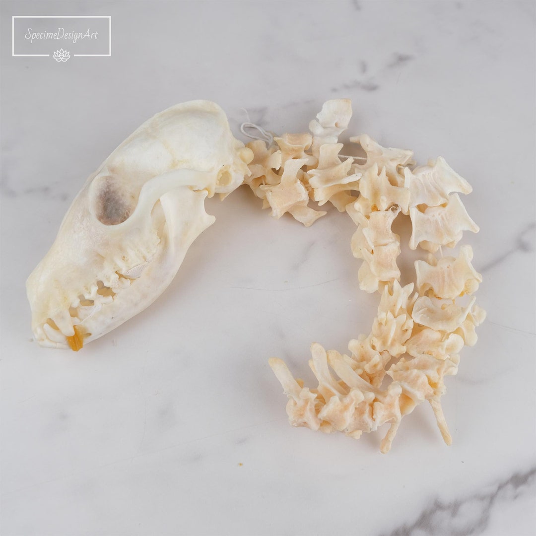 Real Fox Skeleton Specimen,real Animal Specimen,clean and Complete ...