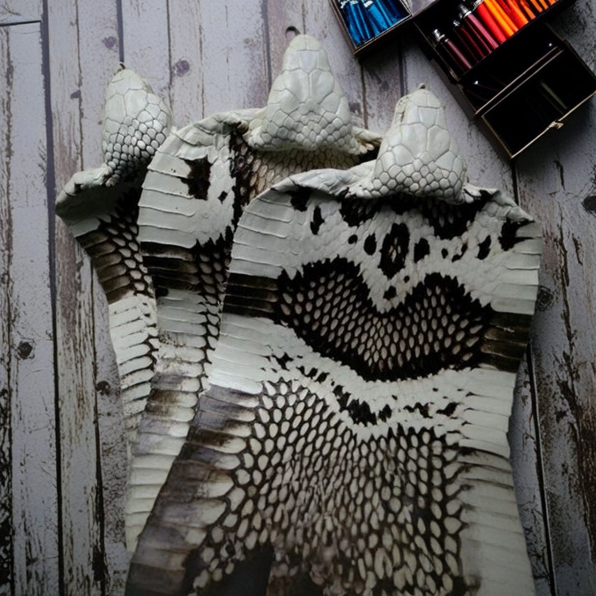 Real Snake Skeleton Specimen, Real Animal Specimen, Clean and Complete ...