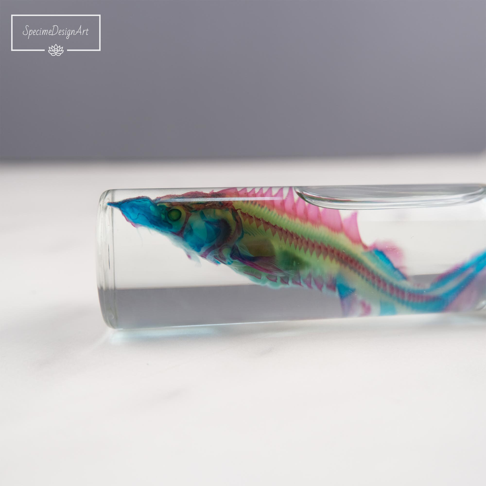 Mysterious Transparent Stained Fish Skeleton Specimen,real Stained ...