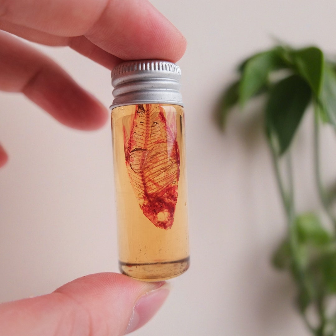 Real Carp Skeleton Specimens, Real Stained Specimen, Bleached and Dyed ...