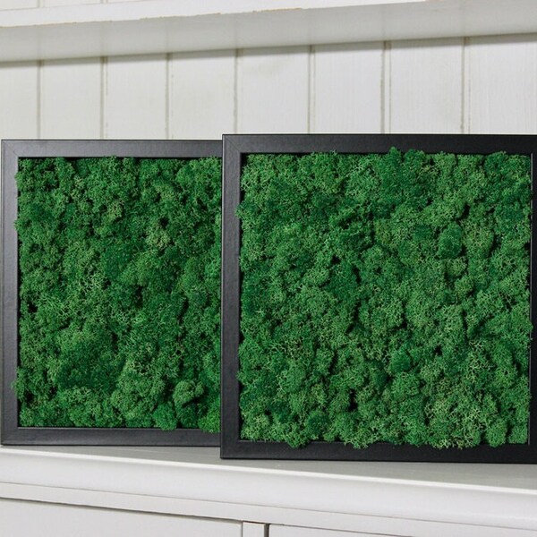 Moss Frame - Etsy