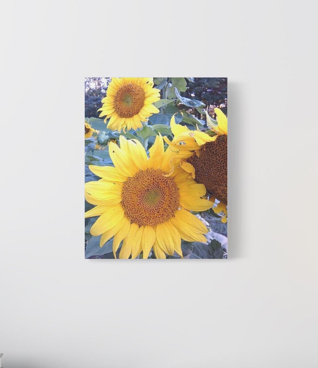 Canvas Print, Sunflower Photograph on Matte Stretched Canvas - Home ...